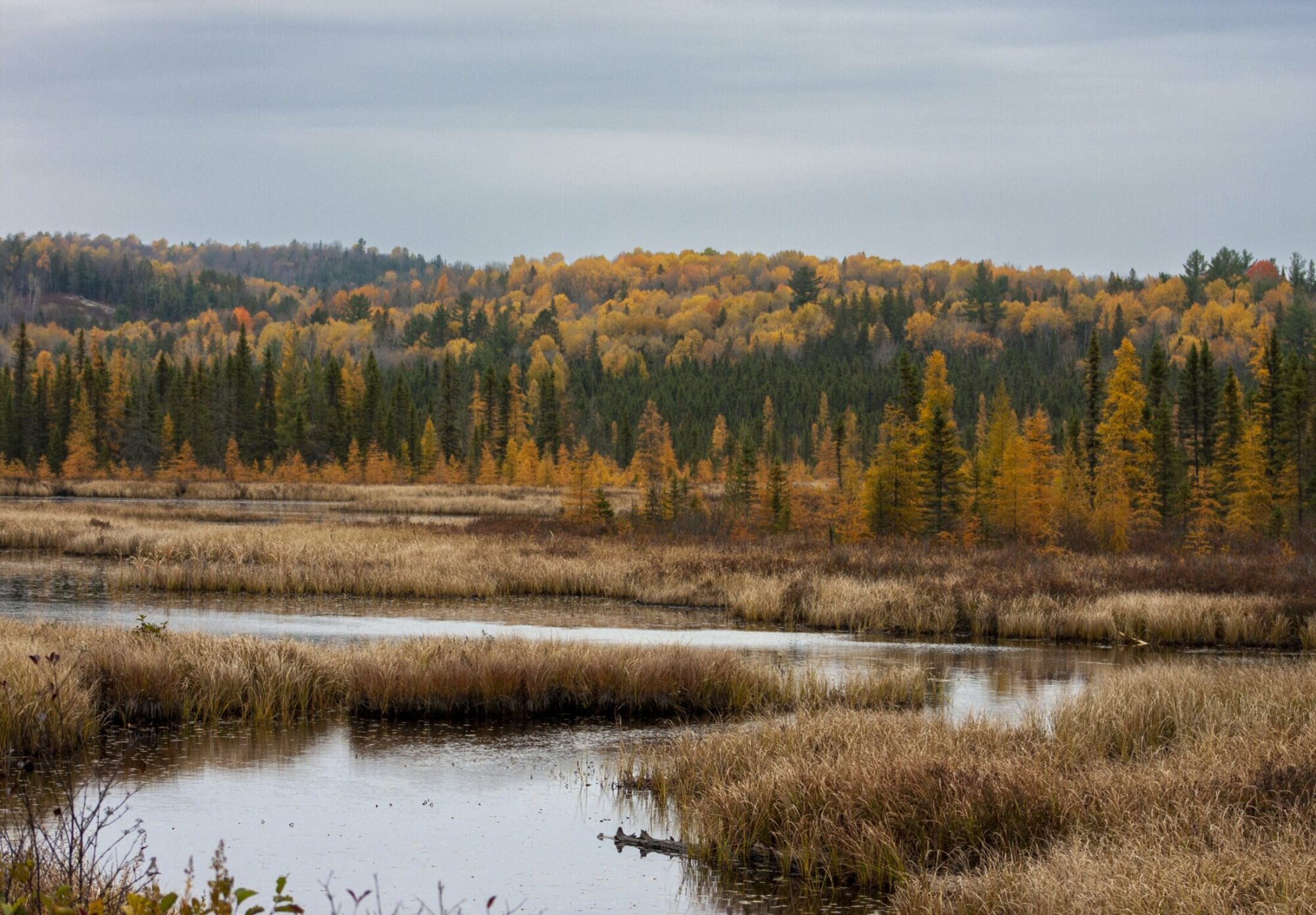 2026 Calendar Contest Submission: Autumn Bog | Ontario Greens