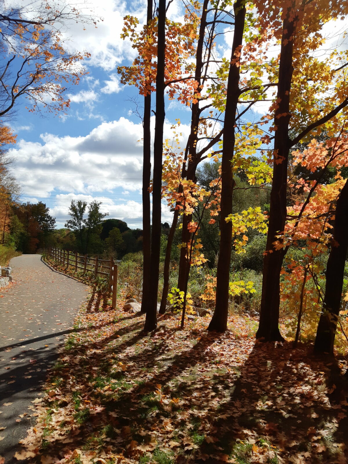 2026 Calendar Contest Submission: Autumn Colour Walk | Ontario Greens