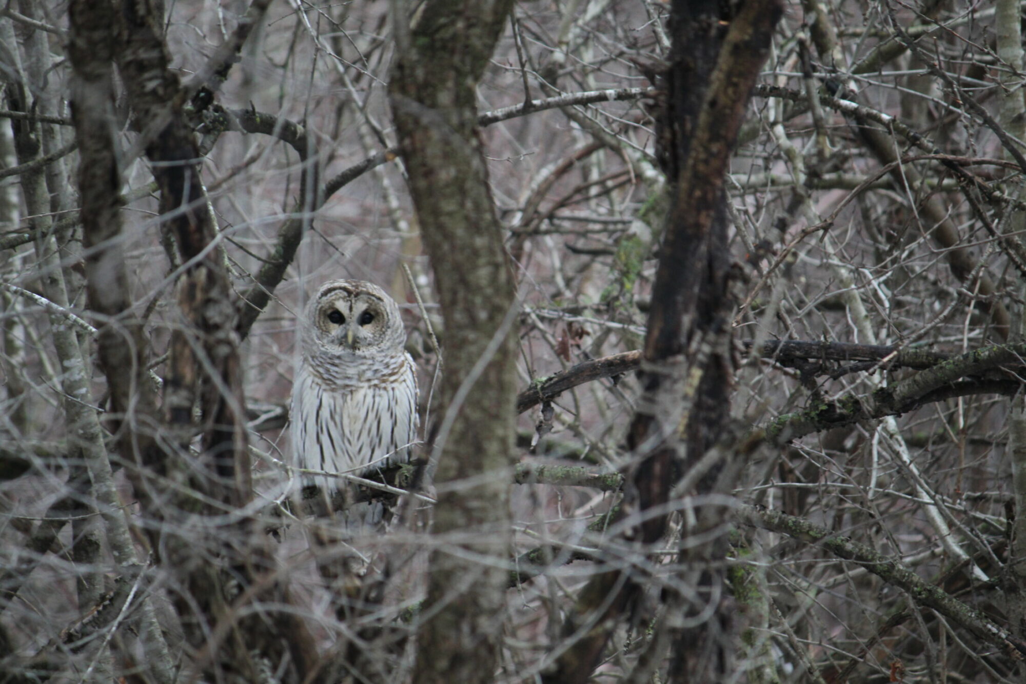 2026 Calendar Contest Submission: Backyard Owl | Ontario Greens