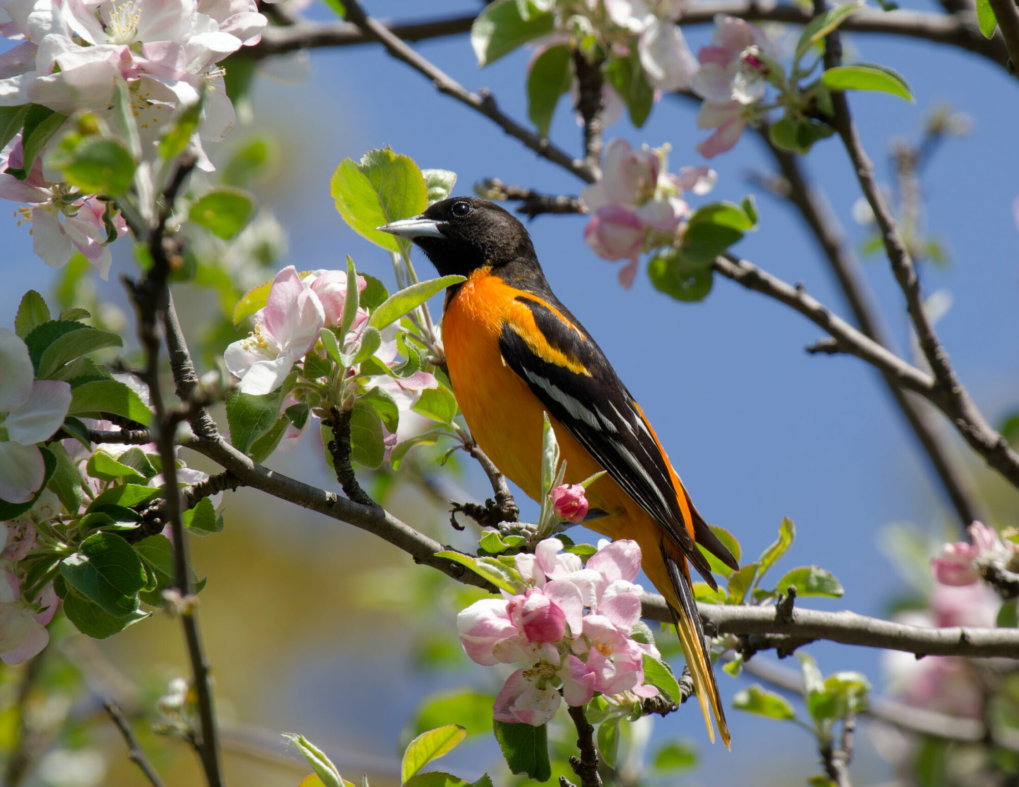 2026 Calendar Contest Submission: Baltimore Oriole | Ontario Greens