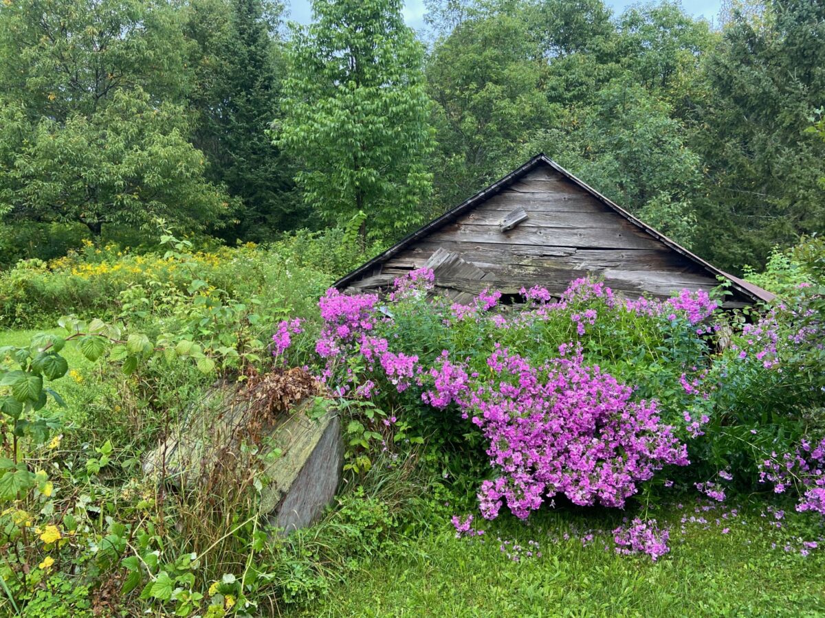 2026 Calendar Contest Submission: Ruins and Nature | Ontario Greens