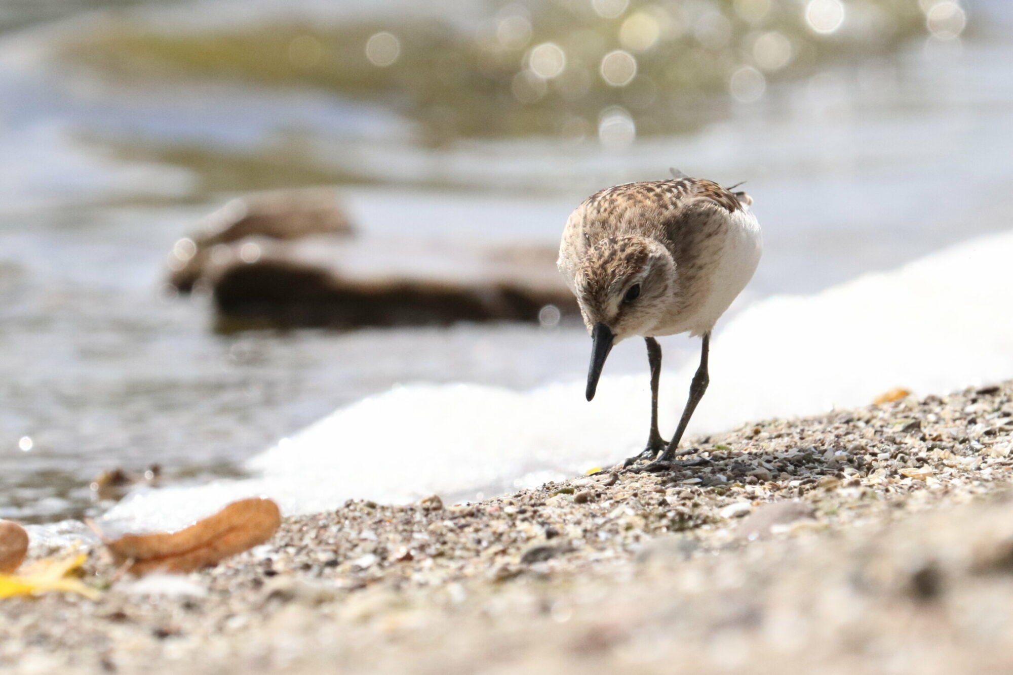 2026 Calendar Contest Submission: Semipalmated sandpiper | Ontario Greens