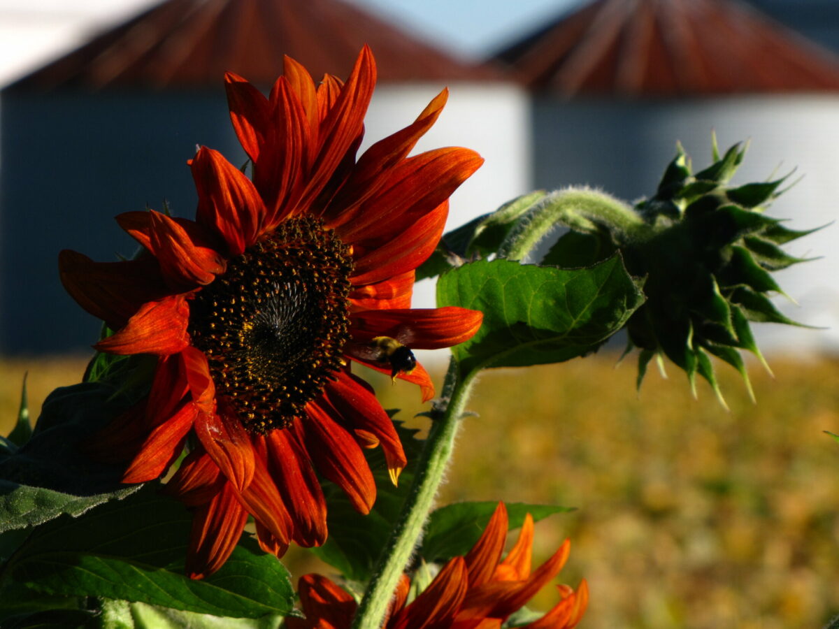 2026 Calendar Contest Submission: A Blaze of Colour in Rural Ontario ...