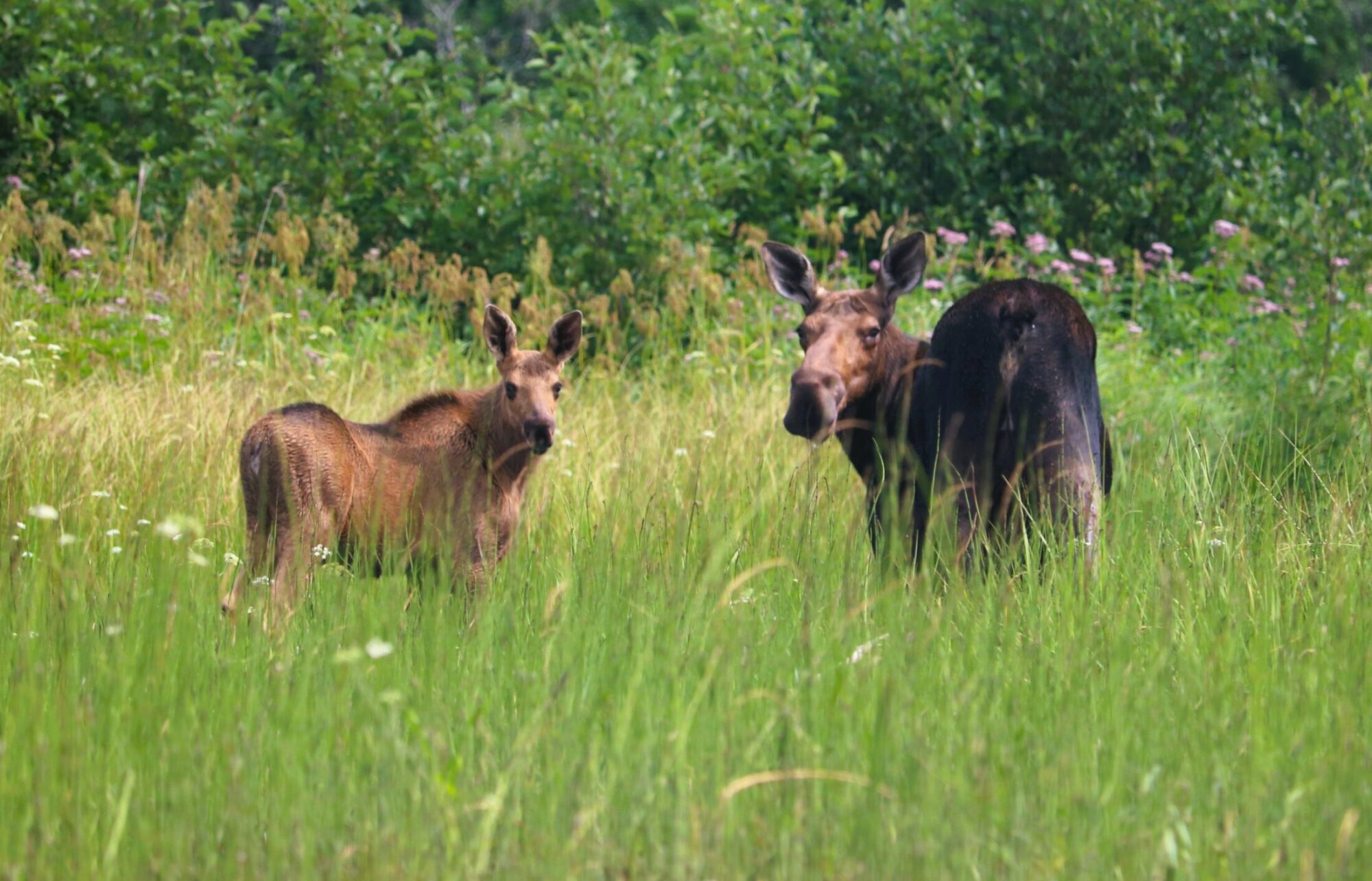2026 Calendar Contest Submission: A Cow Moose and Calf | Ontario Greens