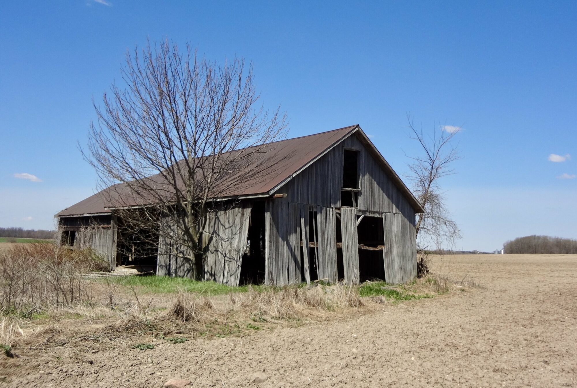 2026 Calendar Contest Submission: Alone but not Forgotten | Ontario Greens