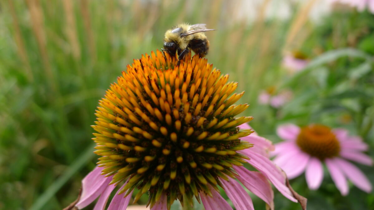 2026 Calendar Contest Submission: Bee on Coneflower | Ontario Greens