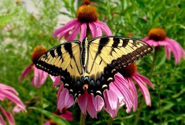 2026 Calendar Contest Submission: Eastern Tiger Swallowtail | Ontario ...