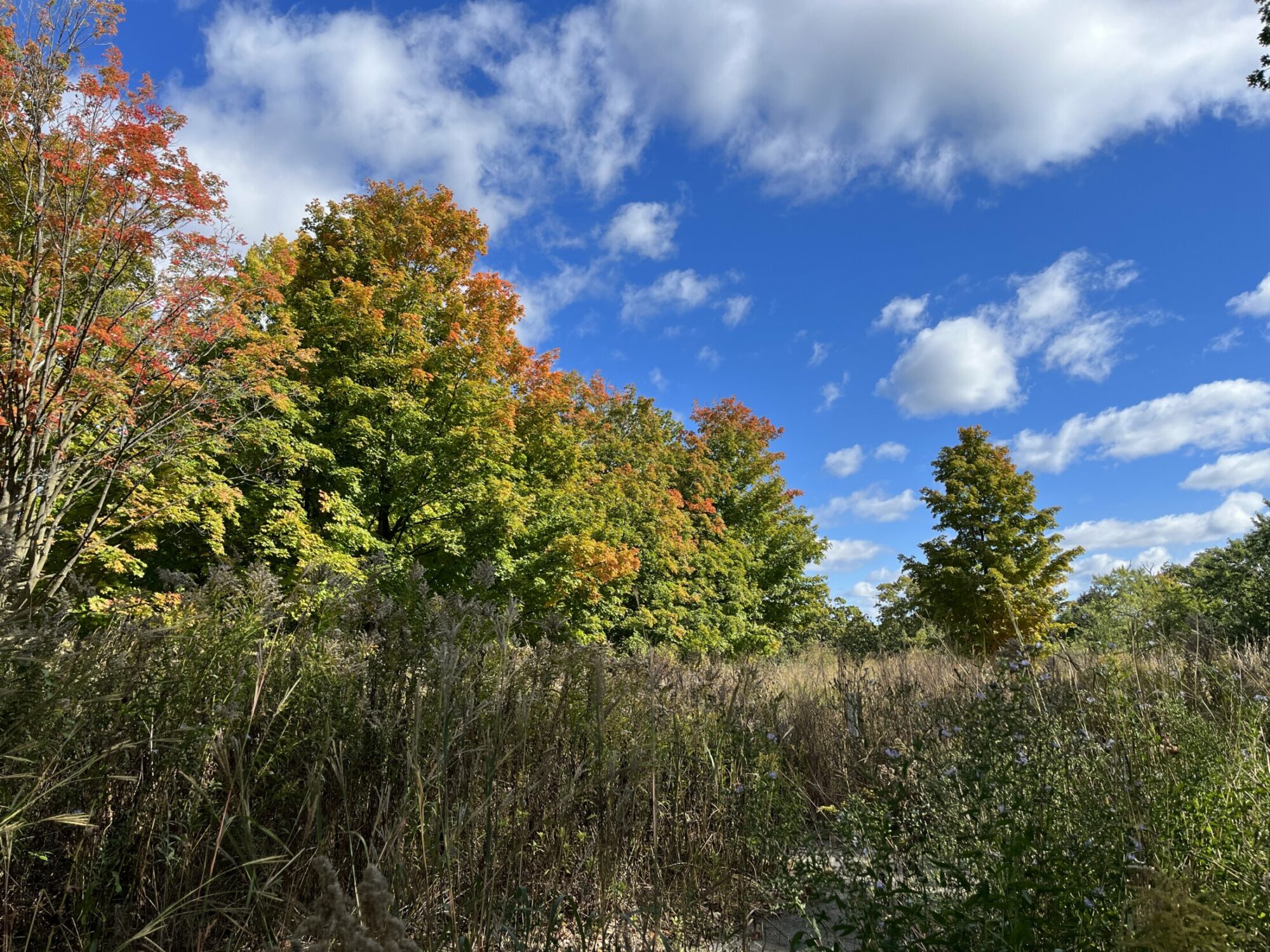 2026 Calendar Contest Submission: Fall in High Park | Ontario Greens