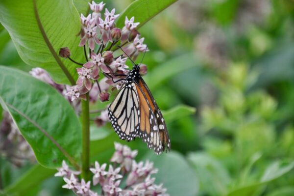 2026 Calendar Contest Submission: Monarch Butterfly on Milkweed ...