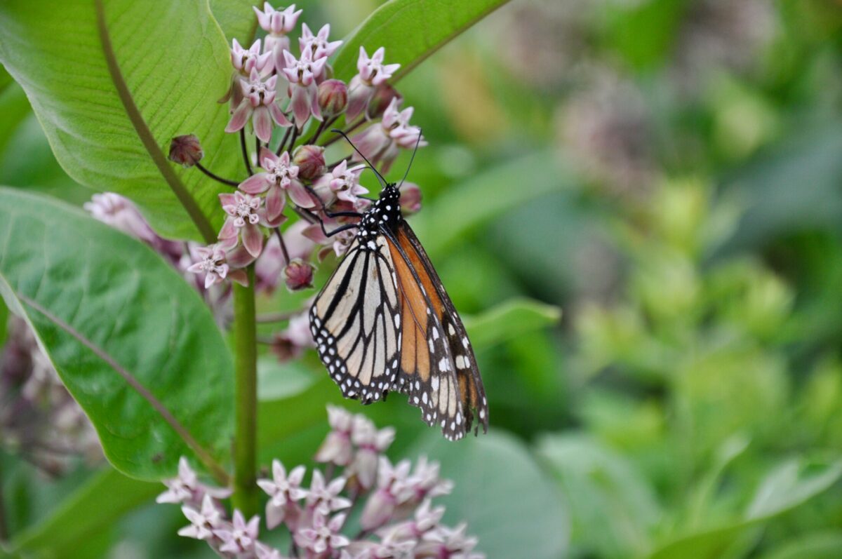 2026 Calendar Contest Submission: Monarch Butterfly on Milkweed ...