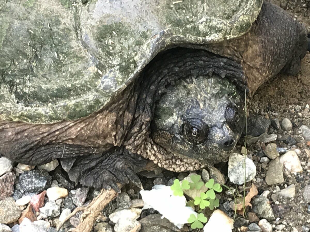 2026 Calendar Contest Submission: Myrtle the Turtle | Ontario Greens