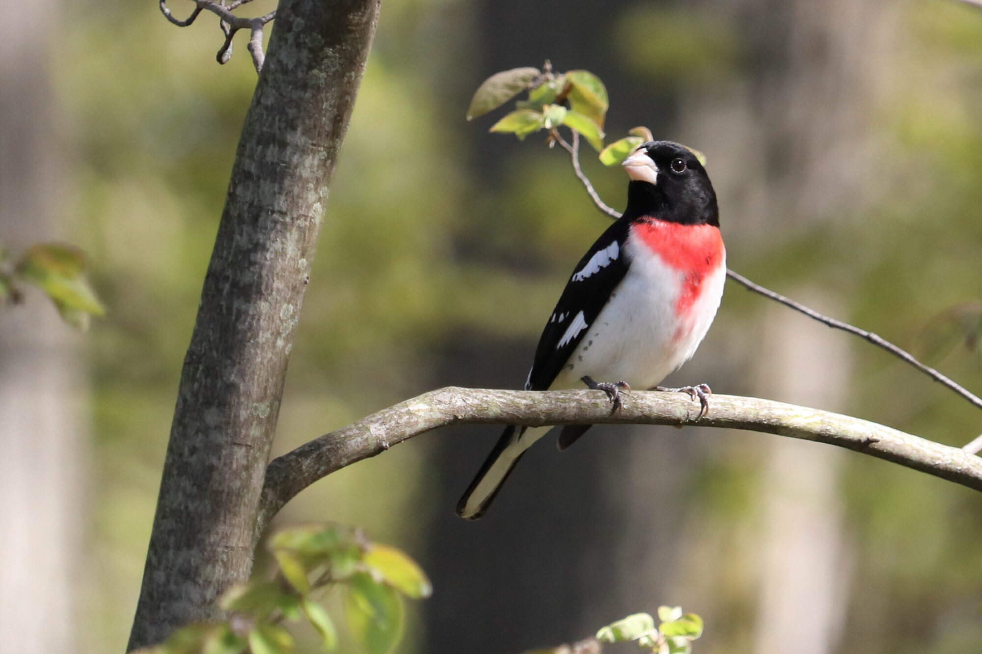 2026 Calendar Contest Submission: Rose-breasted Grosbeak | Ontario Greens