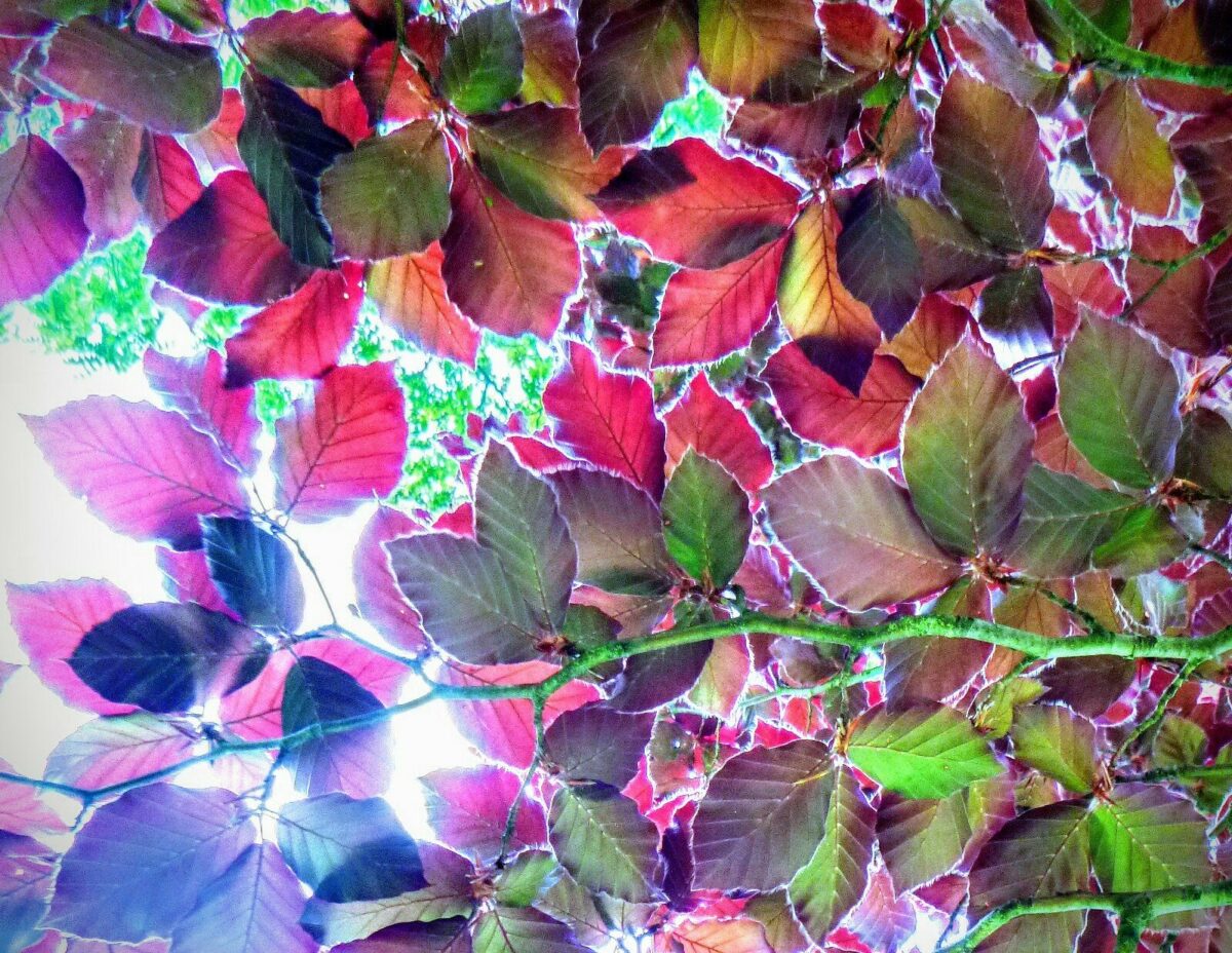 2026 Calendar Contest Submission: Sunlight through Fall Leaves ...